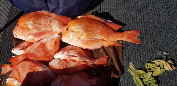 Carnarvon Retreat | Carnarfin Fishing