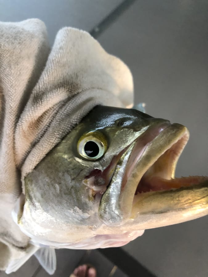 Carnarvon Retreat | Carnarfin Fishing